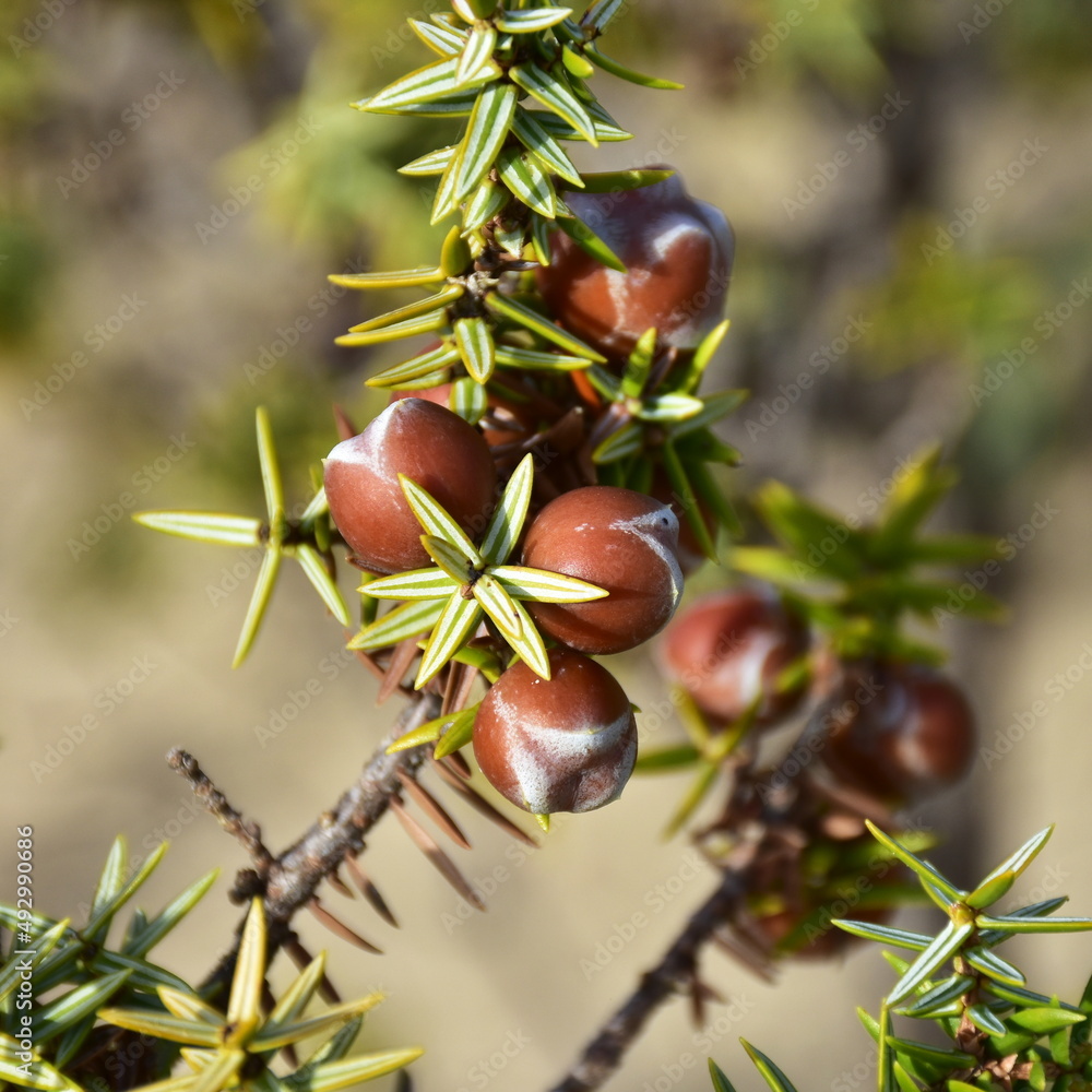 Juniperus macrocarpa or large-fruited juniper Elafonisos island in ...