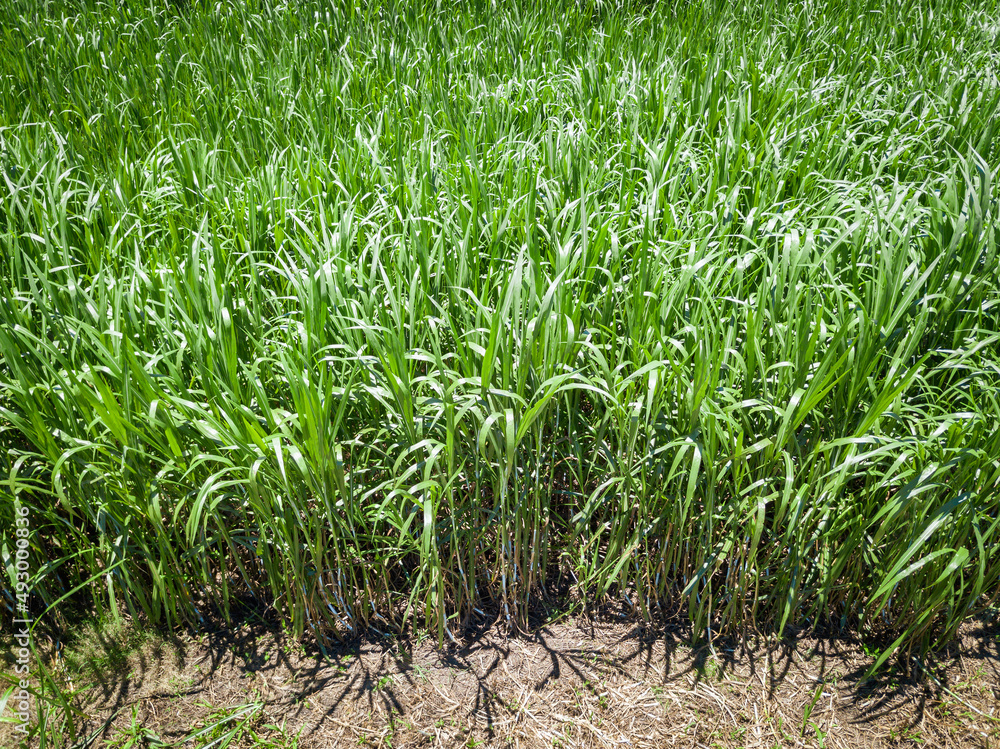 Napier Grass (pennisetum purpurerum) In Farm Plants Stock Photo | Adobe ...