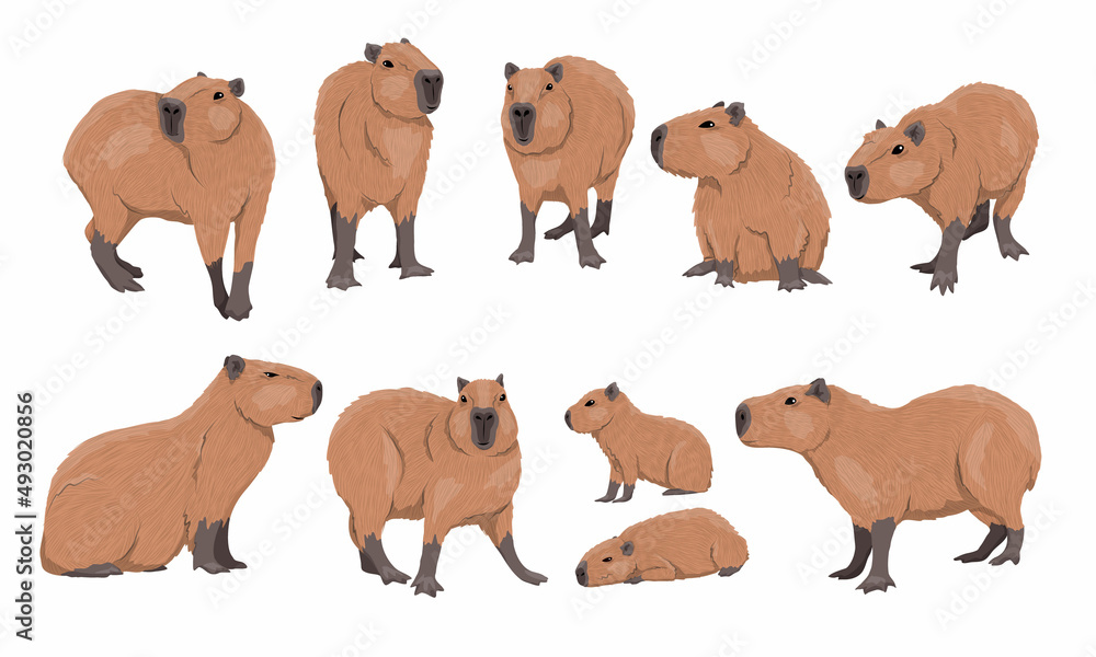 Vecteur Stock Capybara set. Adult capybaras and baby Hydrochoerus hydrochaeris in different ...