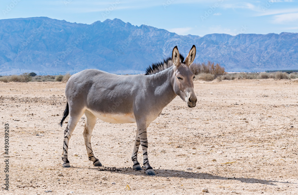 Somali wild donkey (Equus africanus) in nature reserve of the Middle ...