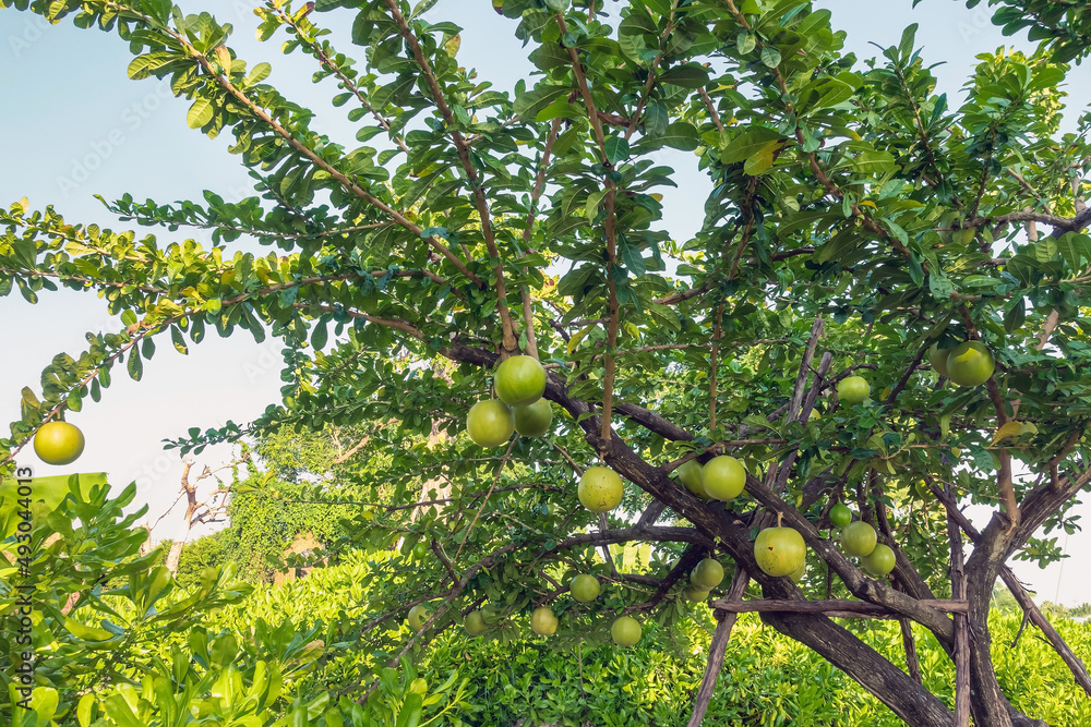 Cerbera Odollam or Suicide fruits on tree is a Thai herbs with ...