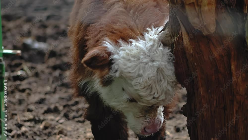 Hareford calf scratching its head against a tree, it is red in color ...