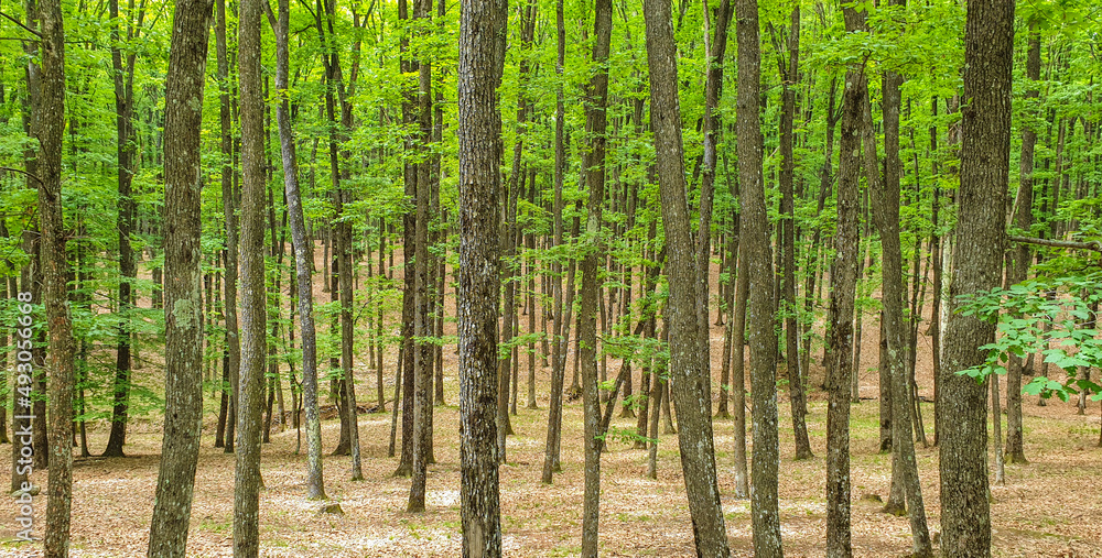 Tall trees in forest - pattern forest landscape Stock Photo | Adobe Stock