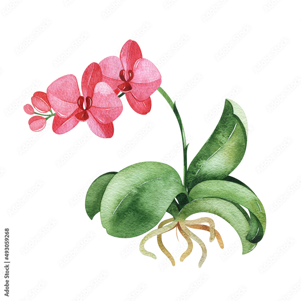 Watercolor orchid. Botanical illustration. Perfect for your design ...
