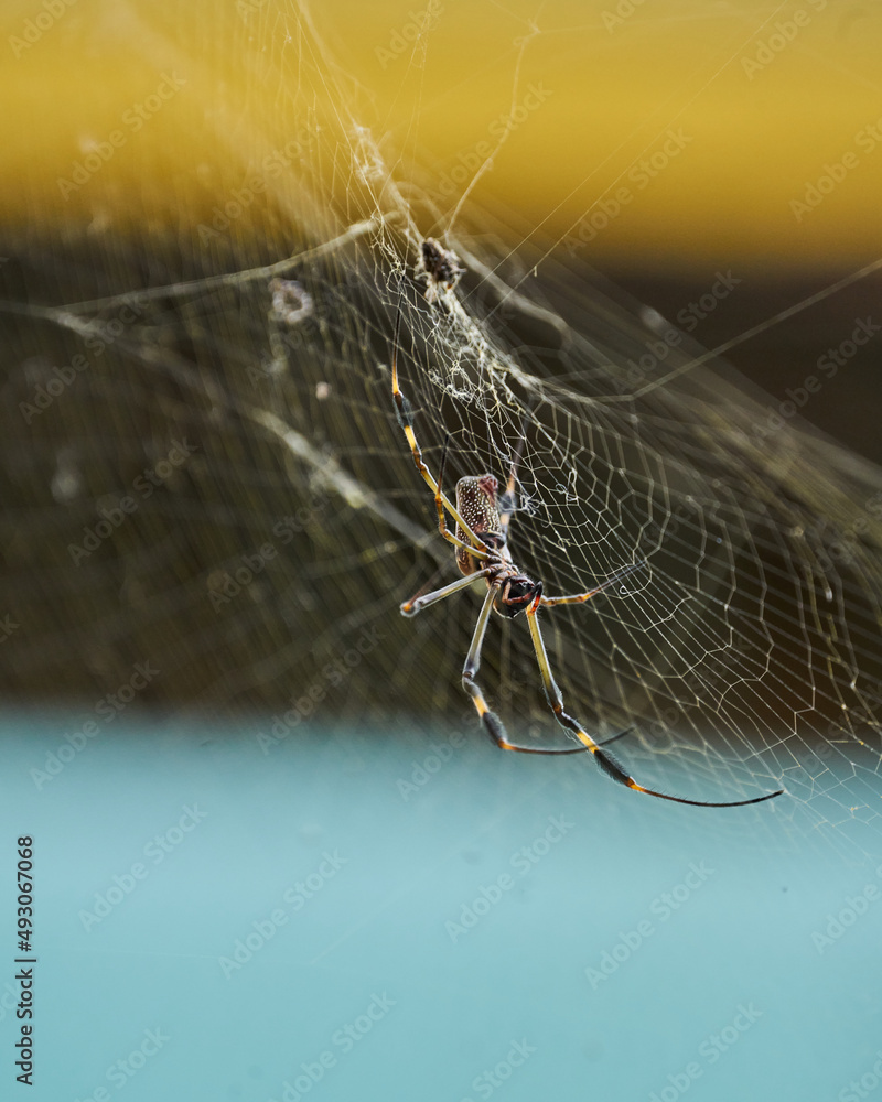 Nephila spider known as golden silk spider due to the color of its web ...