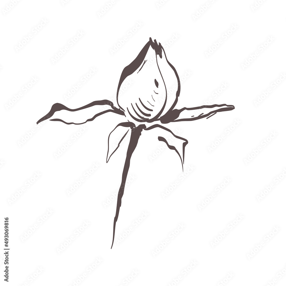 one stylized rose Bud on a short stem hand drawn sketch in black lines ...