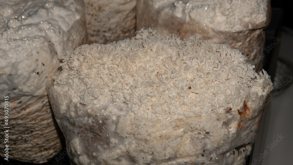 reservation of mushroom cultures on petri dishes. Mycelium of exotic ...