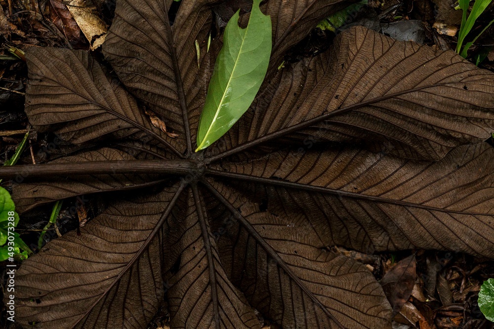 Folha seca com fundo verde em meio a galhos e plantas. Stock Photo ...