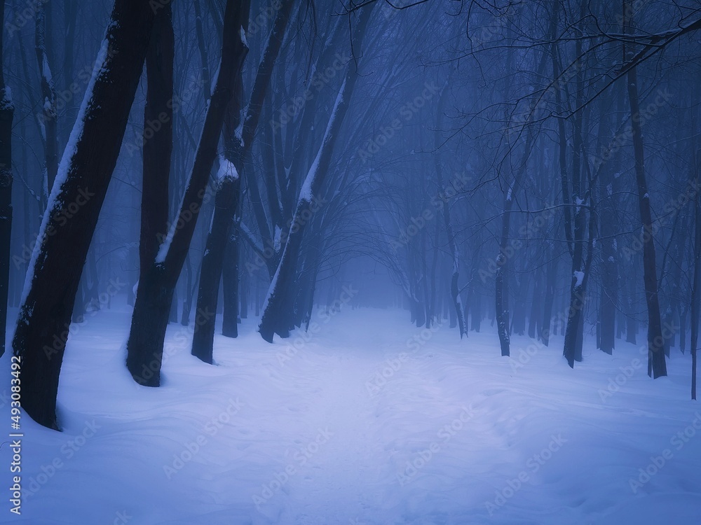 Mysterious winter forest with snow at dusk. A dark magical forest, trees are covered with frost ...
