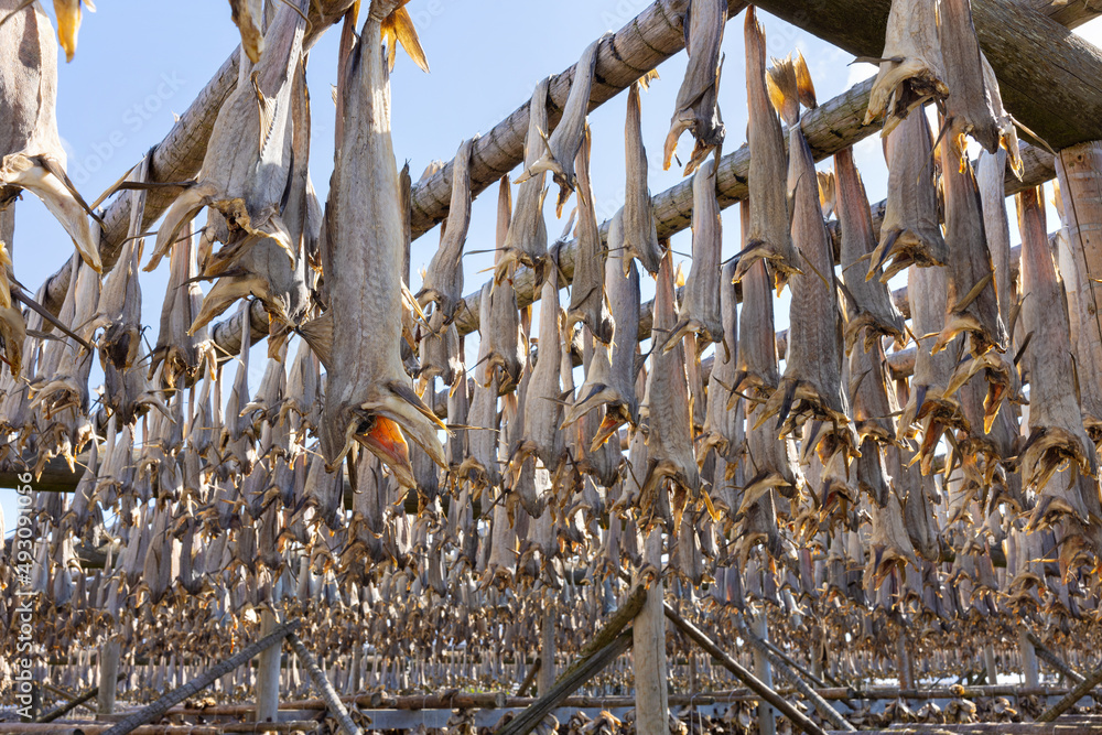 Cod fish drying on traditional wooden racks in the sun in Lofoten ...