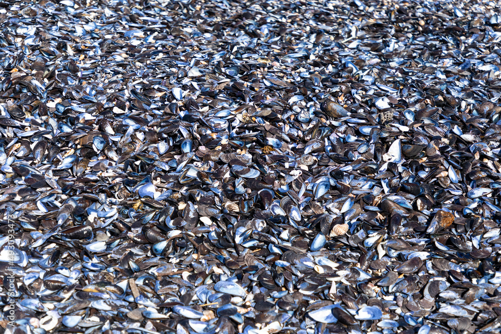 Large amount of empty mussels shells on a beach in South Africa Stock ...