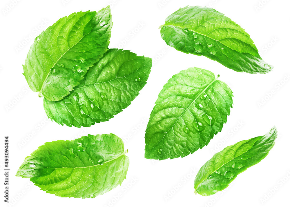 Set of mint leaves isolated on white background. Two leaves together ...