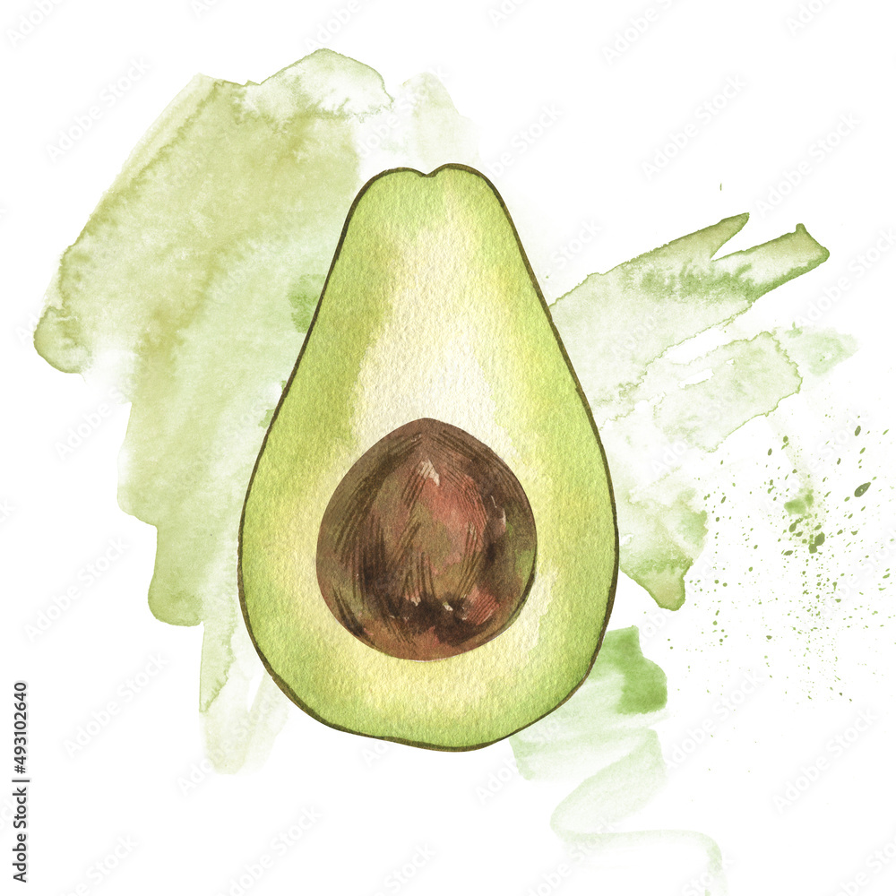 Watercolor avocado. Food botanical hand drawn illustration. vegetable ...