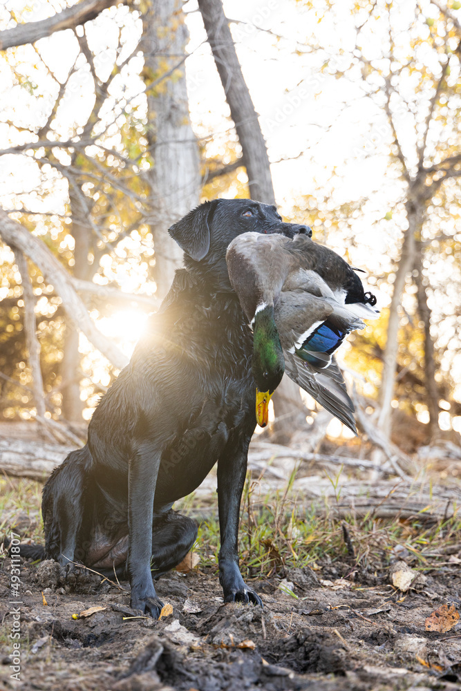 Black Labrador Hunting Wallpaper
