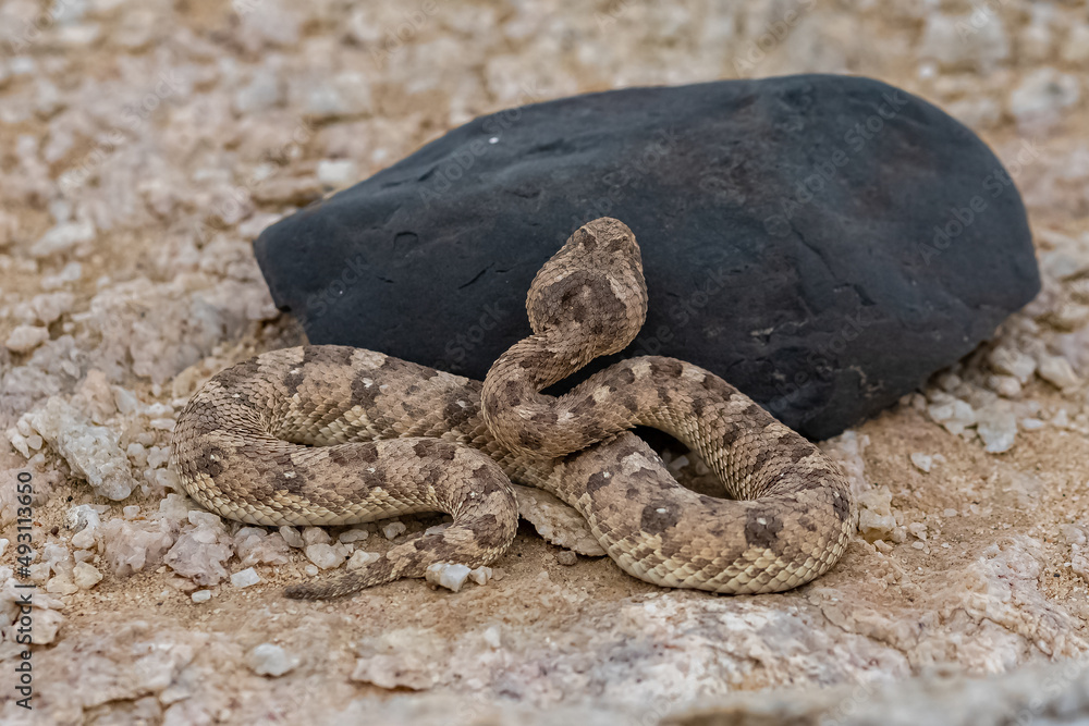 Saharan horned viper, Cerastes cerastes, snake in the sand in the Namib ...