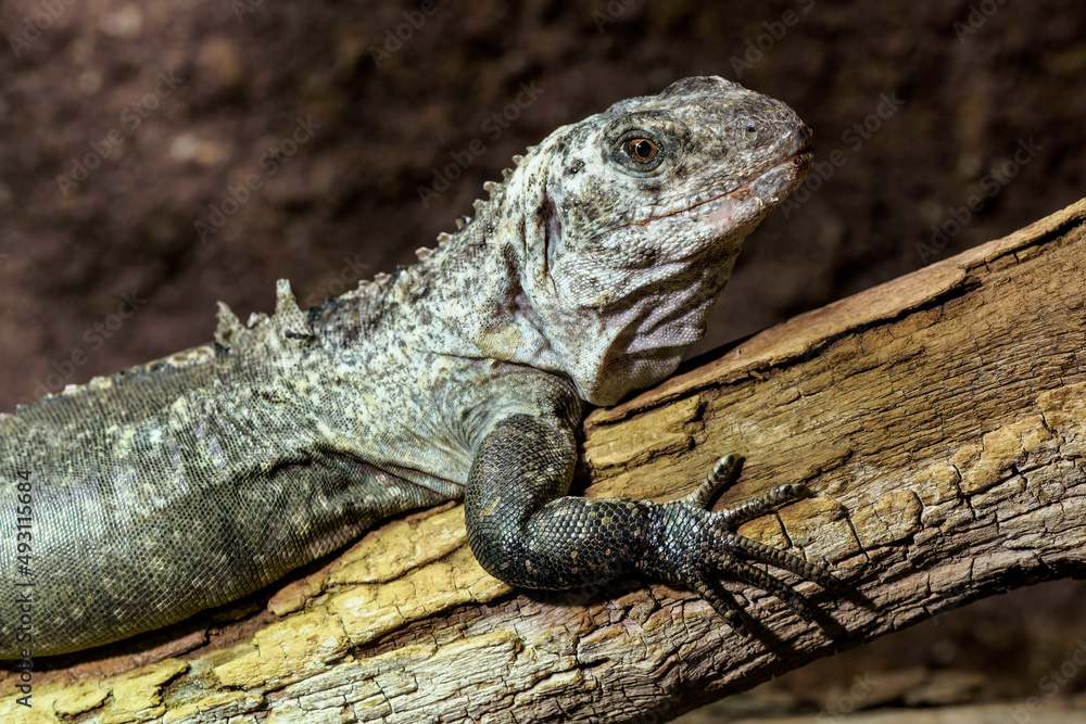 The Utila Iguana on a branch (Ctenosaura bakeri) is a critically ...