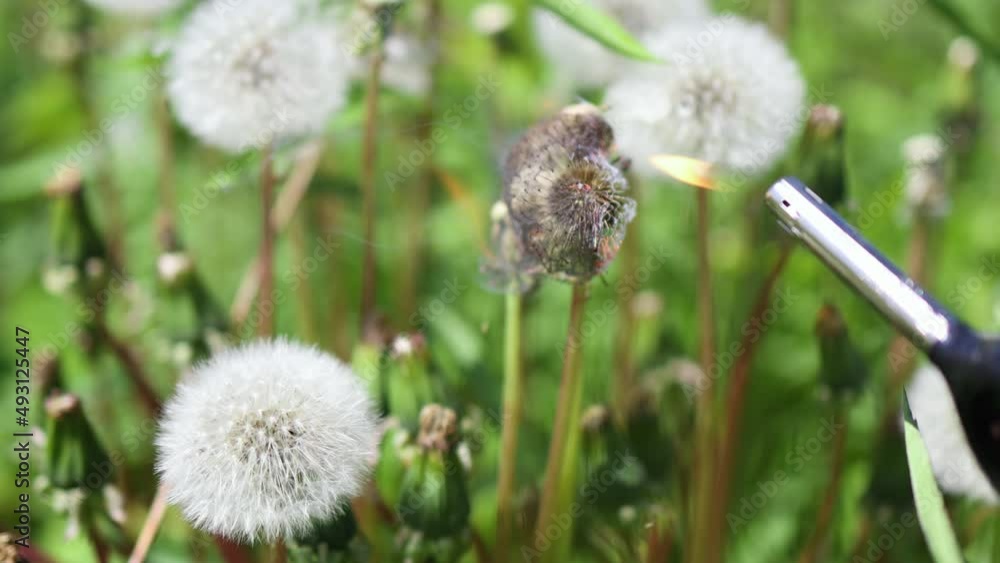 Vidéo Stock burning dandelion fluffy seed flower head, plant in flame ...