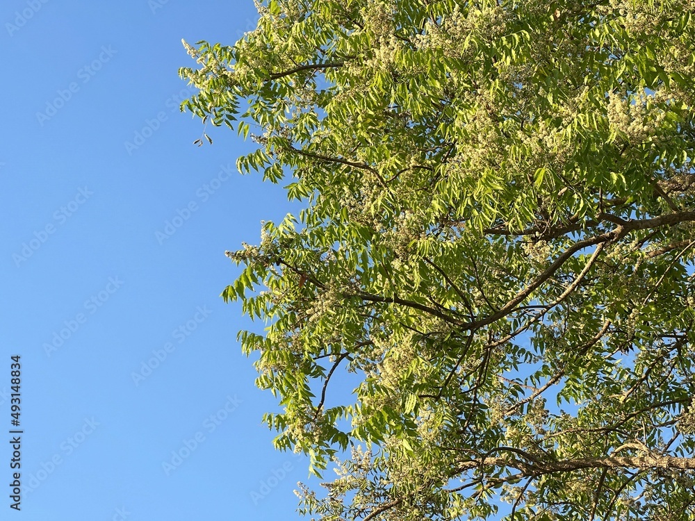 neem tree in nature garden Stock Photo | Adobe Stock