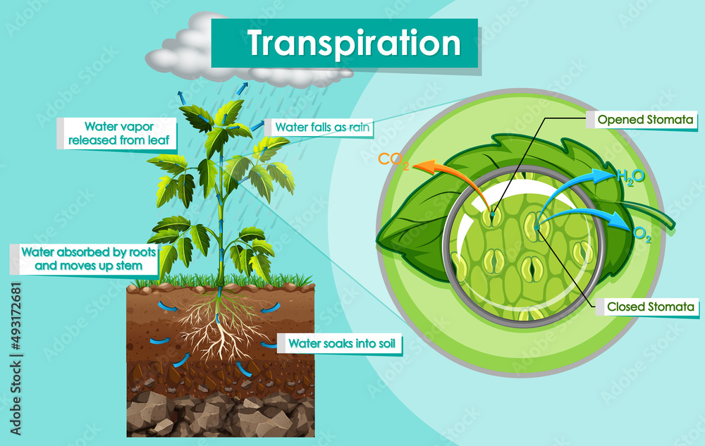 Diagram showing transpiration plant Stock Vector | Adobe Stock