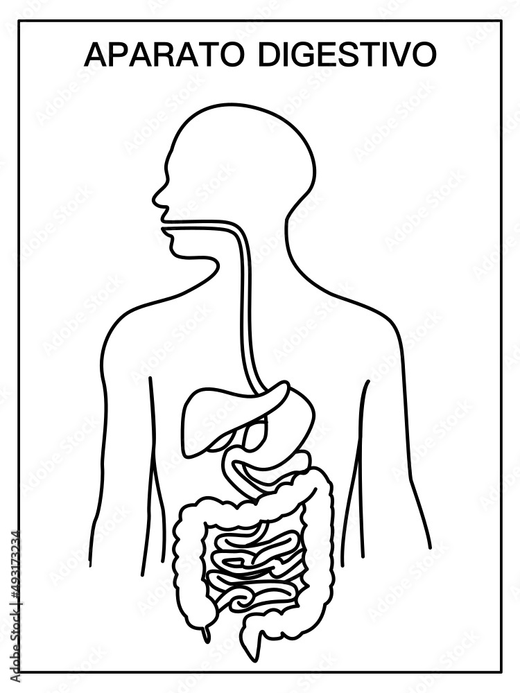 Diagram of the digestive system, in black and white, school diagram ...