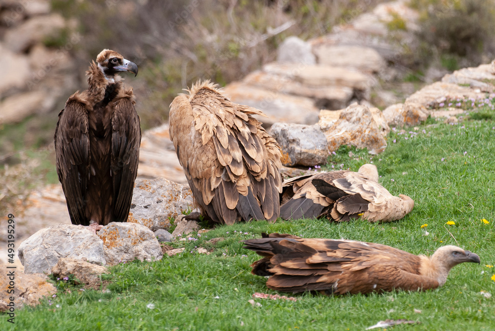 Vautour moine,..Aegypius monachus, Cinereous Vulture, Vautour fauve ...