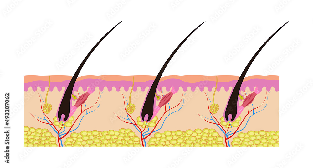 The structure of the hair. The scheme of the structure of the hair ...