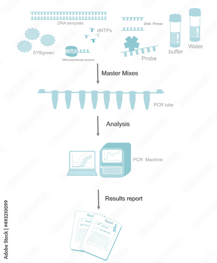 The important component and steps of polymerase chain reaction (PCR ...