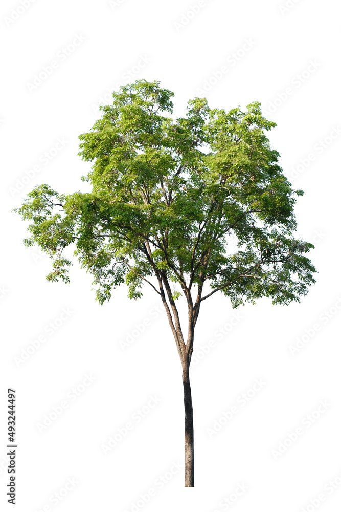 tree side view isolated on white background for landscape plan and ...