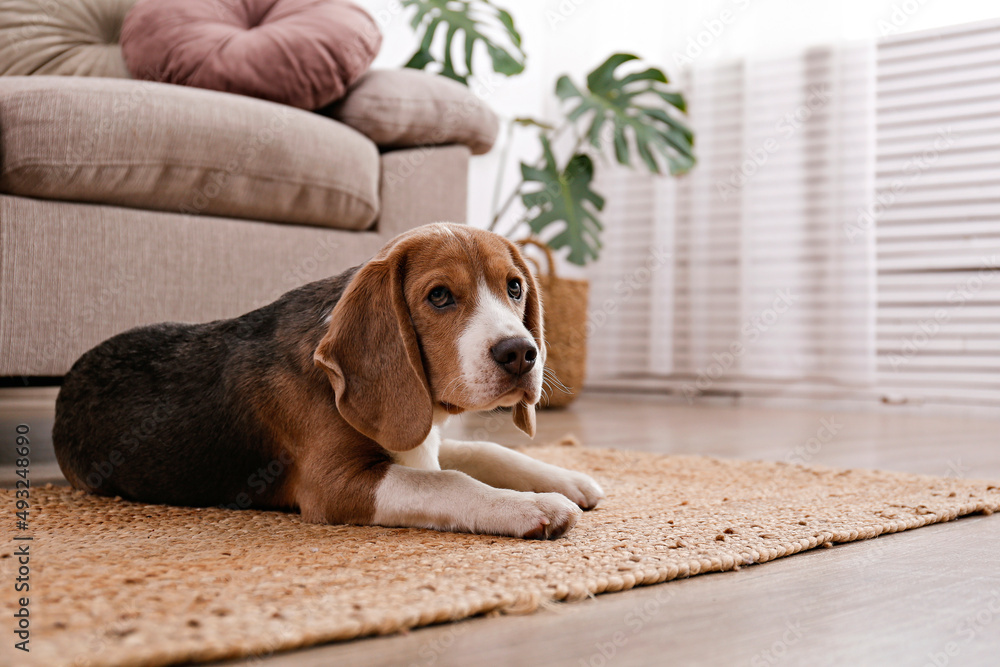 Cute beagle dog with big ears laying on a wicker rug. Adorable and ...