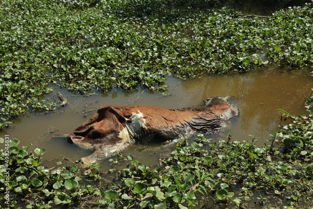 Vaca muerta Stock Photo | Adobe Stock