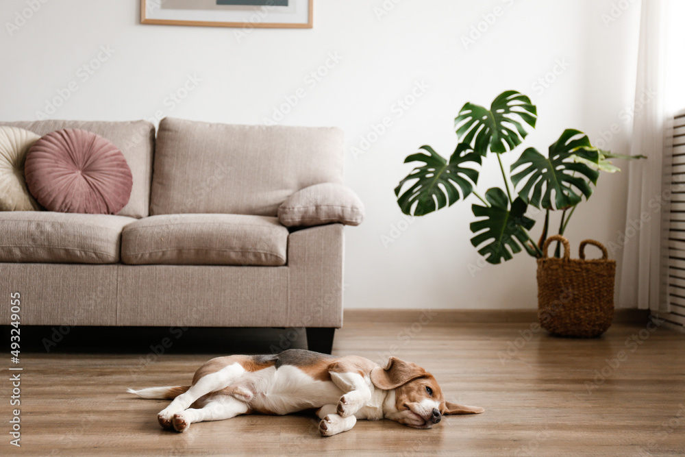 Cute beagle dog with big ears laying on a wicker rug. Adorable and ...