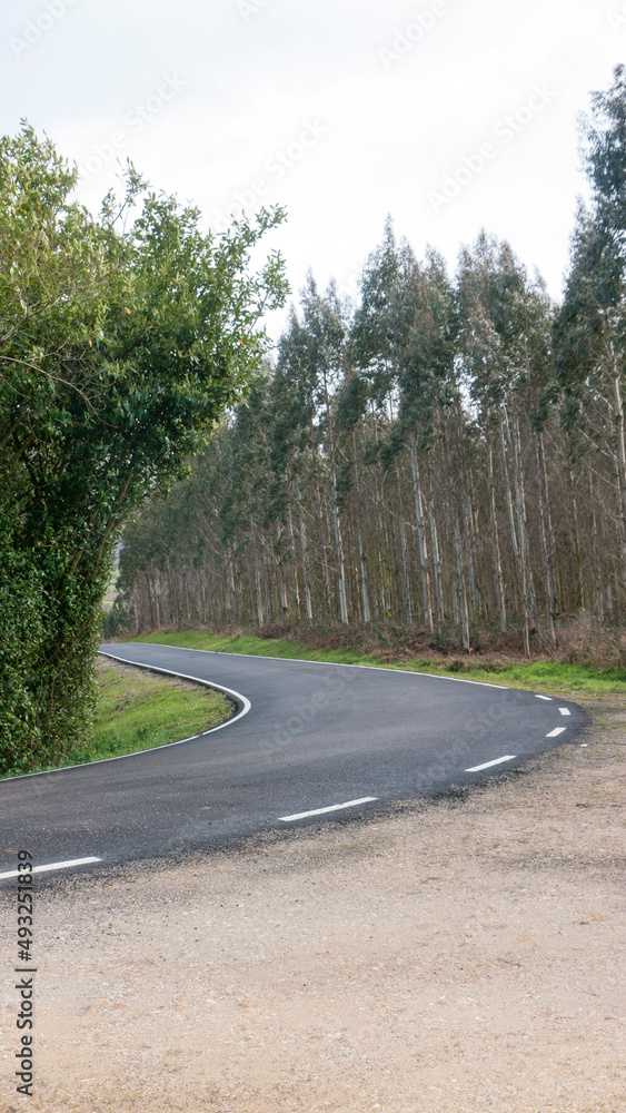 Curva cerrada de carretera rural en tre bosques de eucaliptos foto de ...