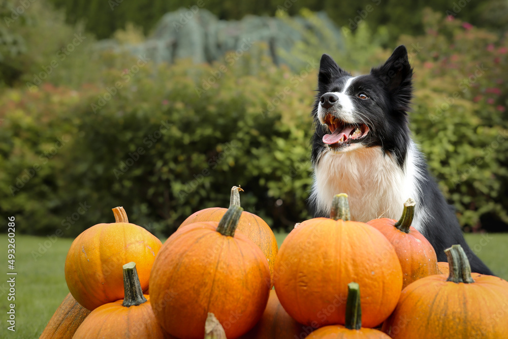 Smiling Border Collie Sits with Group of Orange Pumpkins Outside. Happy ...