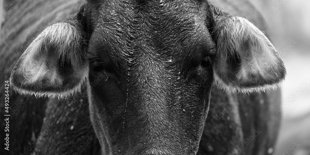 Wet cow face with rain water from weather close up on farm. Stock Photo ...
