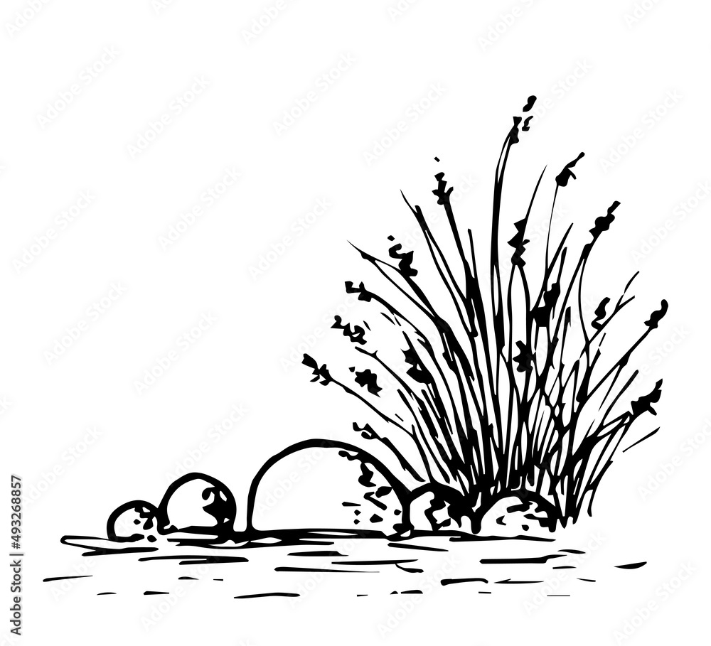 Simple black outline vector drawing. Swamp vegetation, stones in the ...