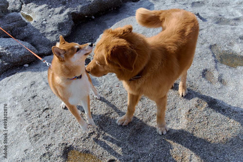 two dogs playing outside Stock Photo | Adobe Stock