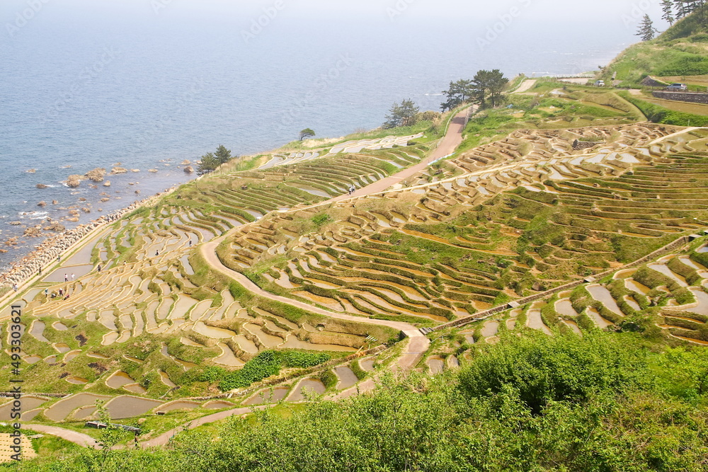 世界農業遺産 石川県輪島 白米千枚田 棚田 田植え風景 Globally Important Agricultural Heritage ...