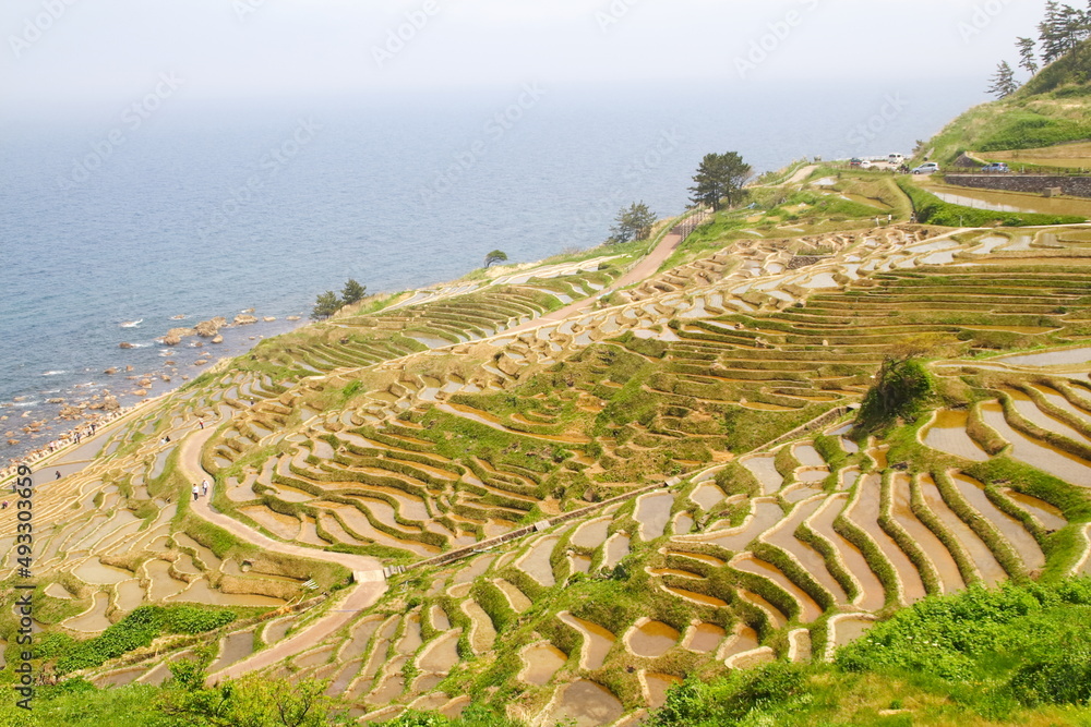世界農業遺産 石川県輪島 白米千枚田 棚田 田植え風景 Globally Important Agricultural Heritage ...