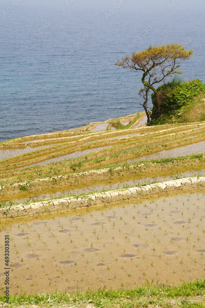 世界農業遺産 石川県輪島 白米千枚田 棚田 田植え風景 Globally Important Agricultural Heritage ...
