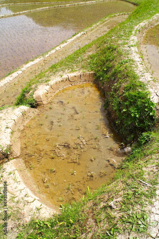 世界農業遺産 石川県輪島 白米千枚田 棚田 田植え風景 Globally Important Agricultural Heritage ...