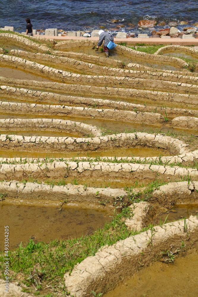 世界農業遺産 石川県輪島 白米千枚田 棚田 田植え風景 Globally Important Agricultural Heritage ...
