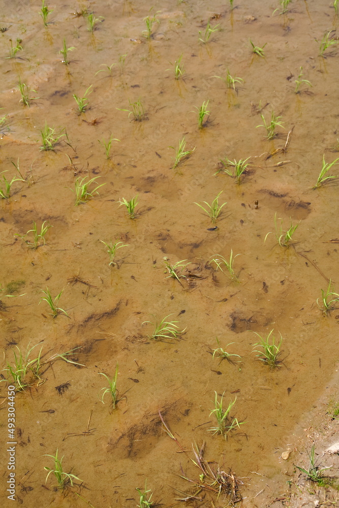 世界農業遺産 石川県輪島 白米千枚田 棚田 田植え風景 Globally Important Agricultural Heritage ...