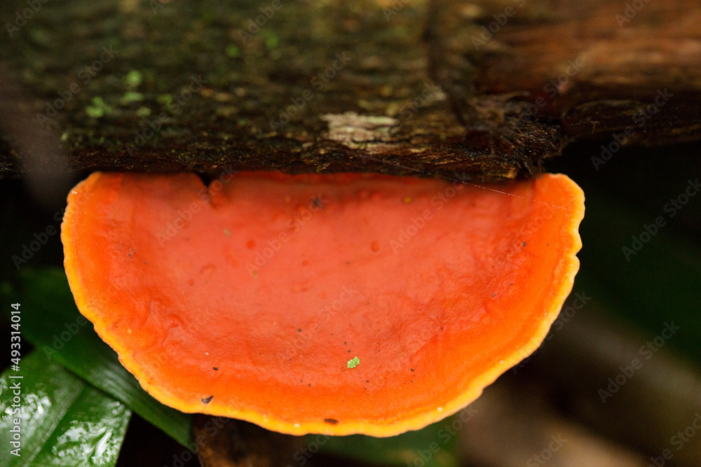 Fungo ou Pycnoporus coccineus é um fungo saprofítico, decompositor de ...