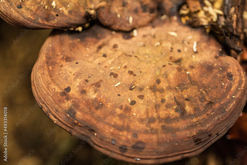 Fungo ou Pycnoporus coccineus é um fungo saprofítico, decompositor de ...