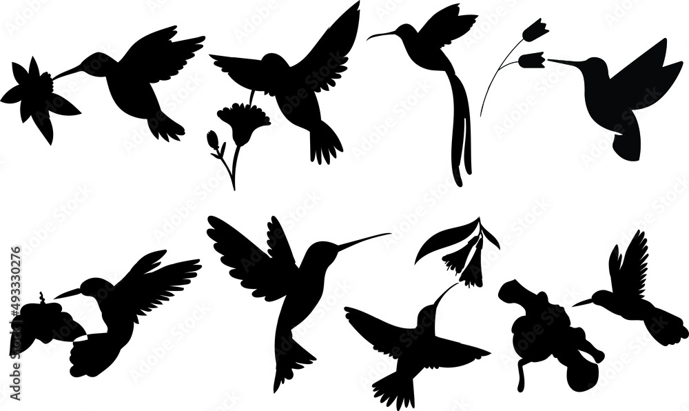 Hummingbird Colibri Silhouettes Hummingbird Colibri SVG EPS PNG Stock ...