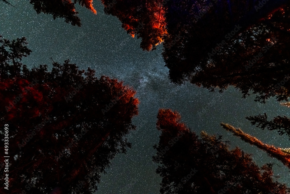 pine tree with milky way galaxy Stock Photo | Adobe Stock
