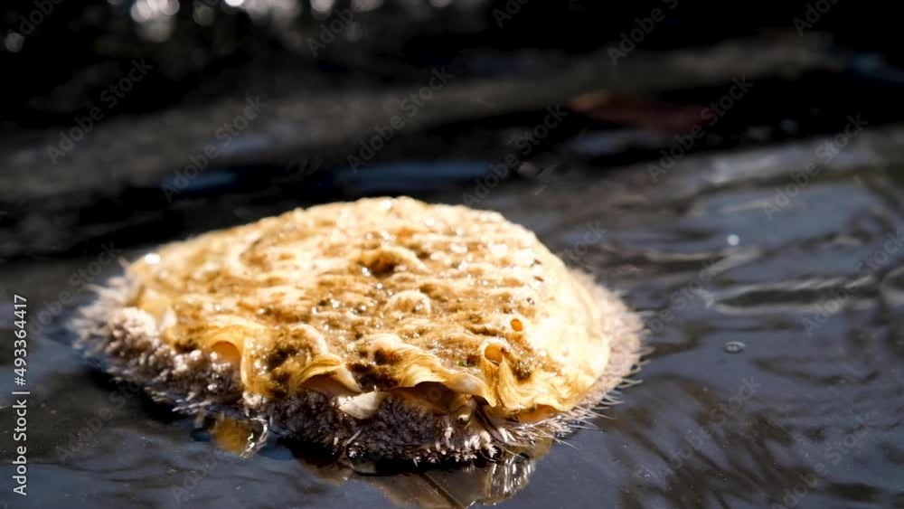 Frontal view of anatomy of Haliotis midae; South African aquafarming ...