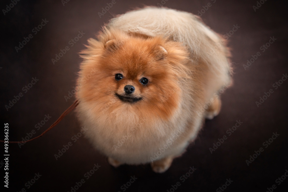 Portret psa rasy pomeranian Stock Photo | Adobe Stock