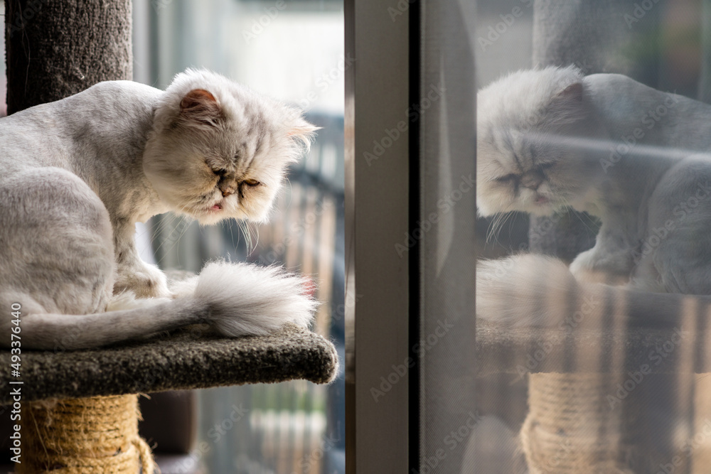 grumpy face cat Stock Photo | Adobe Stock