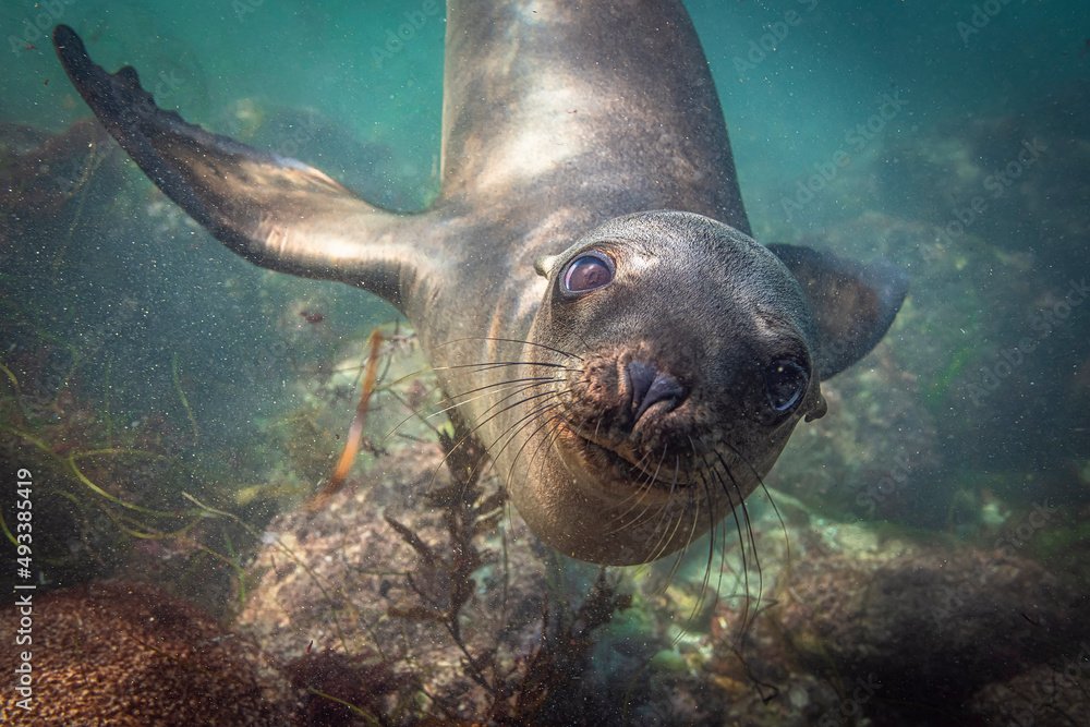 Happy Sea Lion